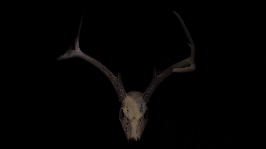 scary creepy footage whitetail buck's skull Stock Footage Video (100% ...
