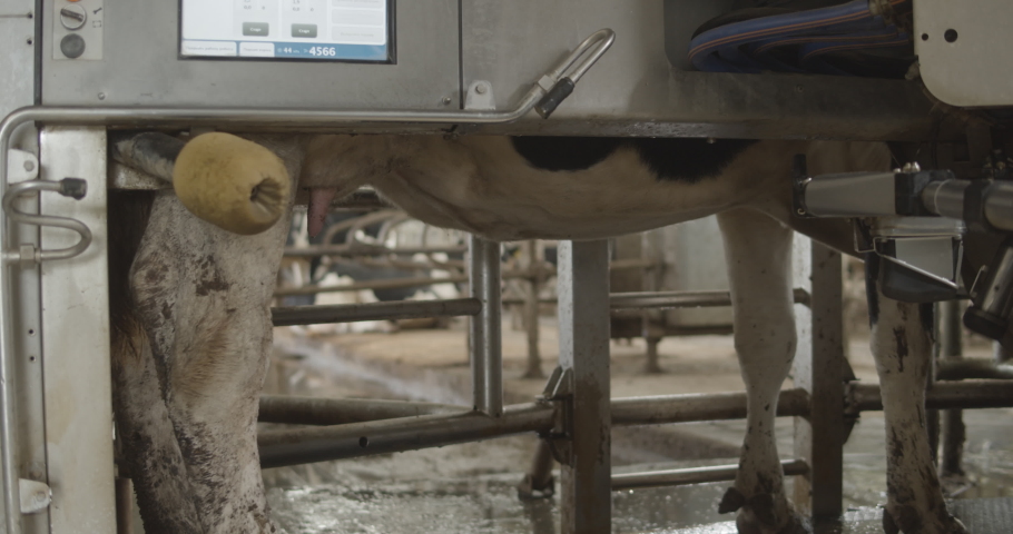 automatic machine robot milking cow's milk Stock Footage Video (100% ...