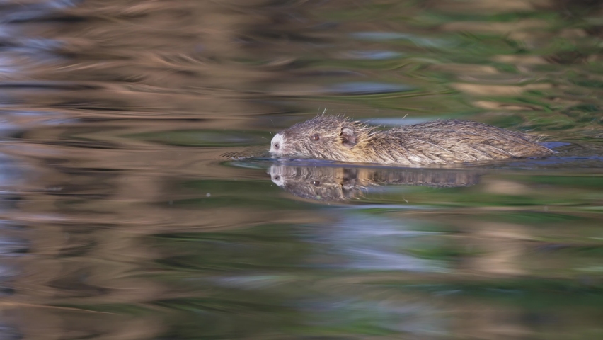 Spiny Rats Stock Video Footage - 4K and HD Video Clips | Shutterstock
