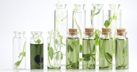 Microgreens Test Tubes Micro Greens Reagent Stock Footage Video (100% ...