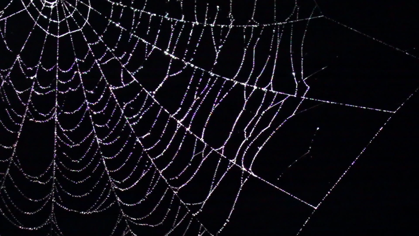 Spider Web Stock Video Footage - 4K and HD Video Clips | Shutterstock