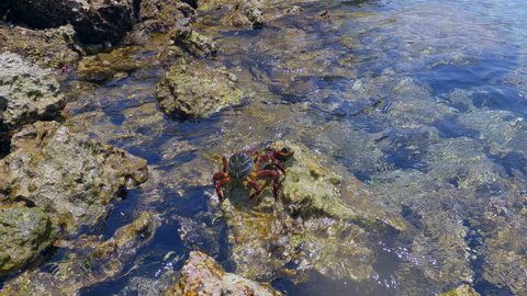 Crab Jumping On Stony Coral Reefs Stock Footage Video (100% Royalty ...