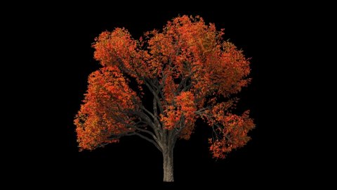 Big Autumn Elm Tree Isolated On Stock Footage Video (100% Royalty-free ...