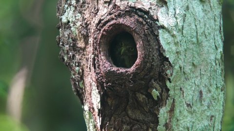 Collared Owlet Collared Pygmy Owl Eye Stock Footage Video (100% Royalty ...
