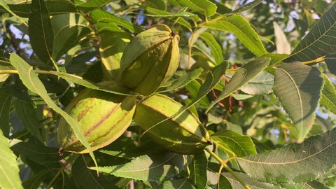 Pod Ripe Pecan Nuts Swinging Wind Stock Footage Video (100% Royalty ...