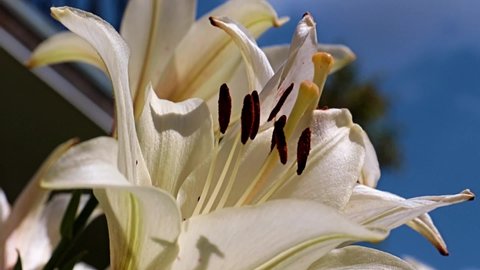 Beautiful White Lily Symbol Purity Honesty Stock Footage Video (100% ...