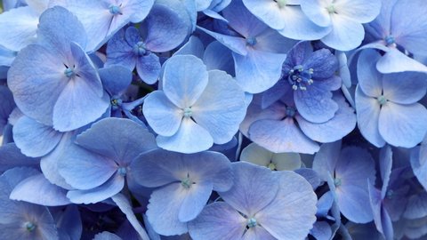 Close Beautiful Soft Blue Hydrangeahydrangea Macrophylla Stock Footage ...