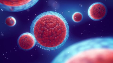 Animation Early Embryonic Development Embryogenesis Cell Stock Footage ...