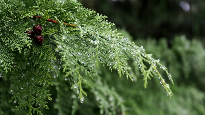 76 Hinoki tree Stock Video Footage - 4K and HD Video Clips | Shutterstock