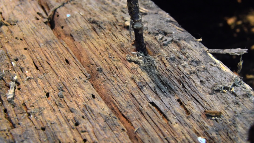 Rotting wood beams Stock Video Footage - 4K and HD Video Clips ...