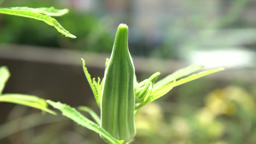 Okra plant Stock Video Footage - 4K and HD Video Clips | Shutterstock