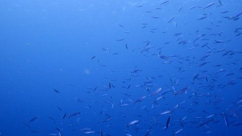 School Boga Fish Turquoise Water Coral Stock Footage Video (100% ...