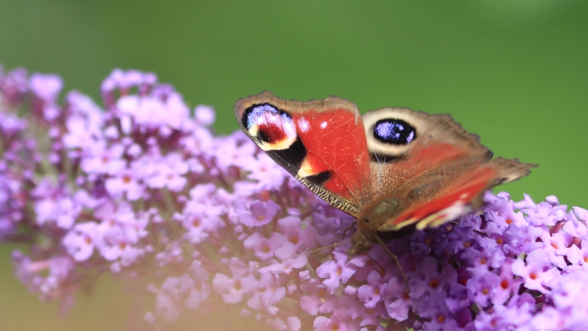 Peacock Star System Stock Video Footage - 4K and HD Video Clips ...