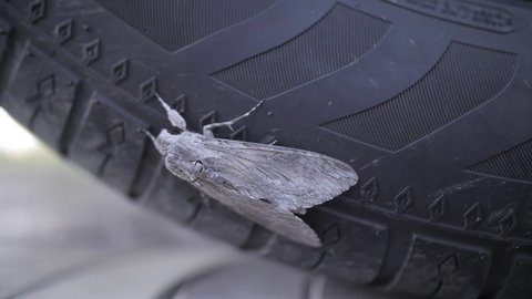 Large Gray Moth Sits On Wheel Stock Footage Video (100% Royalty-free ...