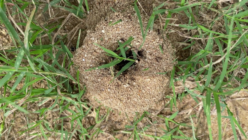 ant's hill spherical cone consists soil Stock Footage Video (100% ...
