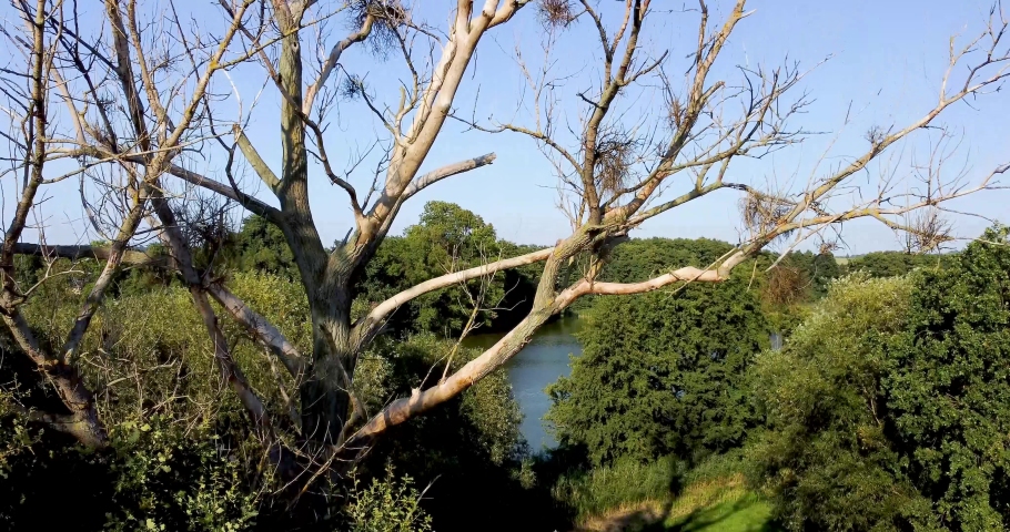 Crown dieback Stock Video Footage - 4K and HD Video Clips | Shutterstock