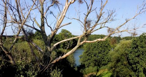 Crown dieback Stock Video Footage - 4K and HD Video Clips | Shutterstock