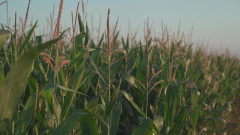 Agro Industrial Complex Agricultural Production Corn Stock Footage ...