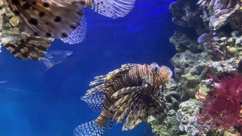 Group Tropical Zebrafish Water Tank Blue Stock Footage Video (100% ...