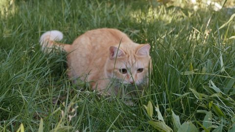 Ginger Cat Hunting Mouse Tall Grass Stock Footage Video (100% Royalty ...
