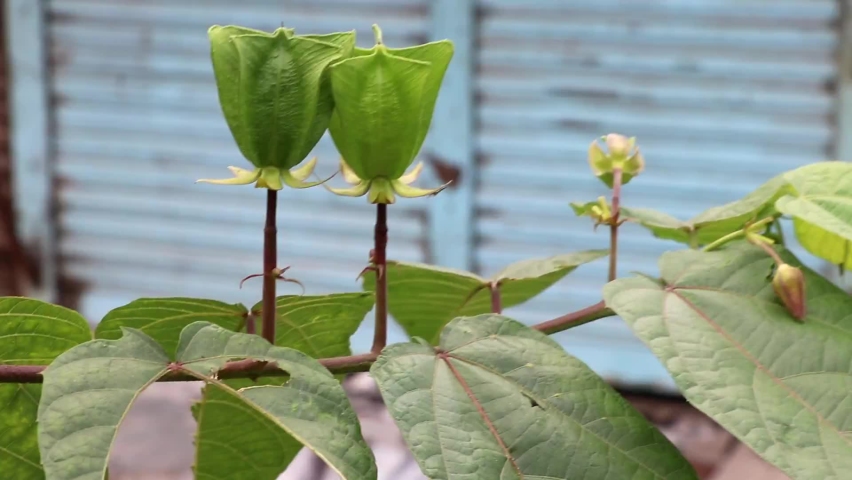 Abroma auguusta tree Stock Video Footage - 4K and HD Video Clips ...