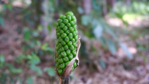 Amorphophallus Variabilis Kembang Bangkai Walur Acung Stock Footage ...