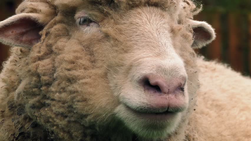 Sheep Chewing the Cud Closeup Stock Footage Video (100% Royalty-free ...