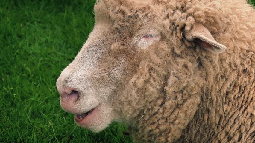 sheep chewing grass field Stock Footage Video (100% Royalty-free ...