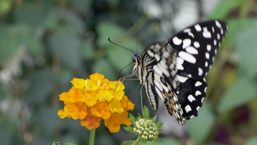 Black and orange butterfly with white dots on wing macro image - Free ...