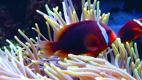 Female Clown Fish Anemonefish Amphiprion Ocellaris Stock Footage Video ...