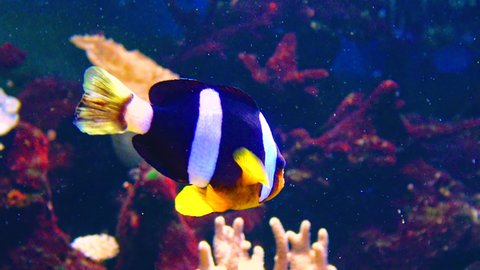 Female Clown Fish Anemonefish Amphiprion Ocellaris Stock Footage Video ...