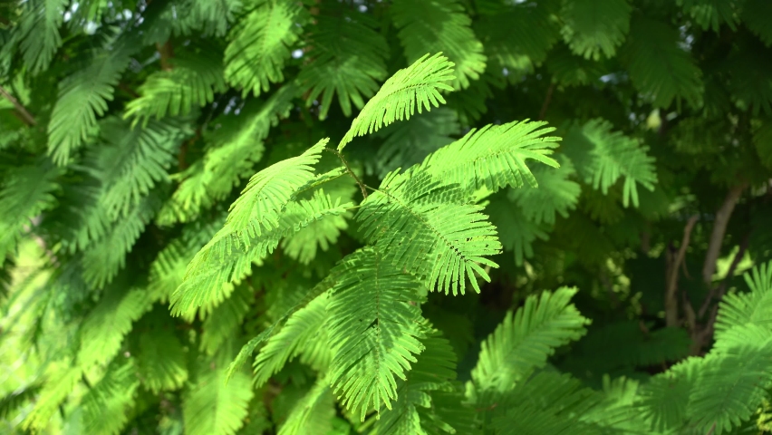 Acacia Pennata or Cha-om. Green Stock Footage Video (100% Royalty-free ...