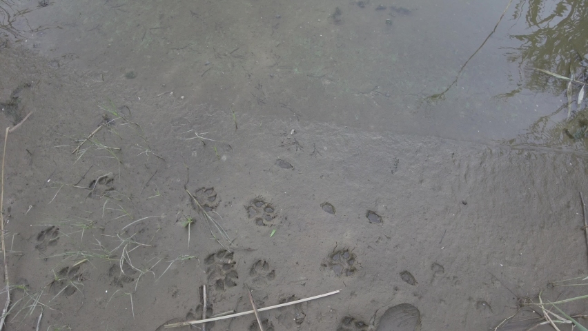 Coyote Paw Print Stock Video Footage - 4K and HD Video Clips | Shutterstock