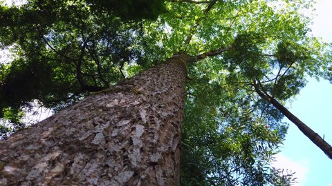 Low Angle Rotating Shot High Tree Stock Footage Video (100% Royalty ...