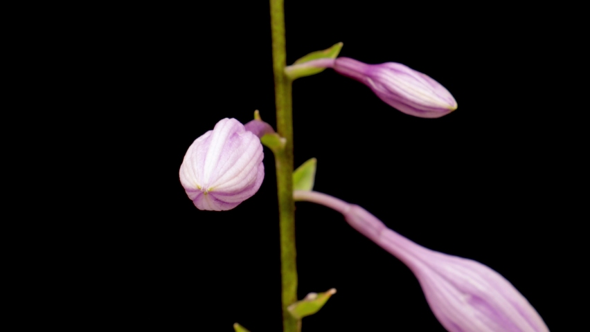 Blooming Hosta Flower Stock Video Footage - 4K and HD Video Clips ...