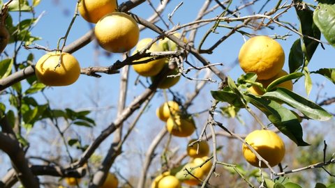 Citrus Orange Fruit Bare Leafless Tree Stock Footage Video (100% ...