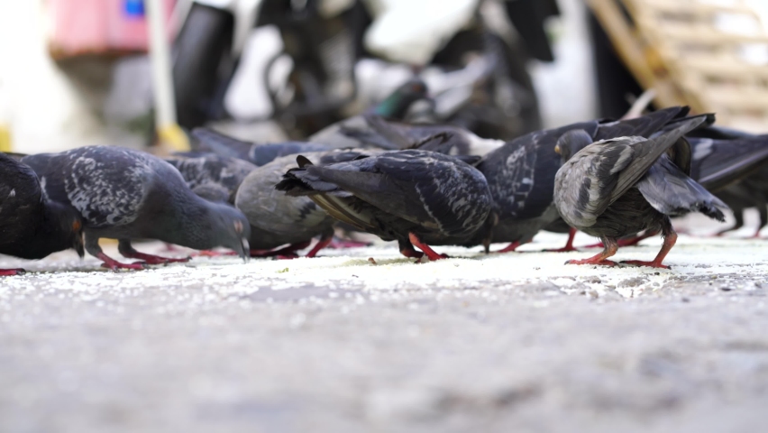 Pigeon eating rice Stock Video Footage - 4K and HD Video Clips ...
