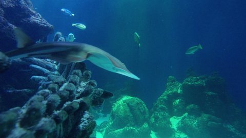 Indian Pacific Oceans Javanese Cownose Ray Stock Footage Video (100% ...