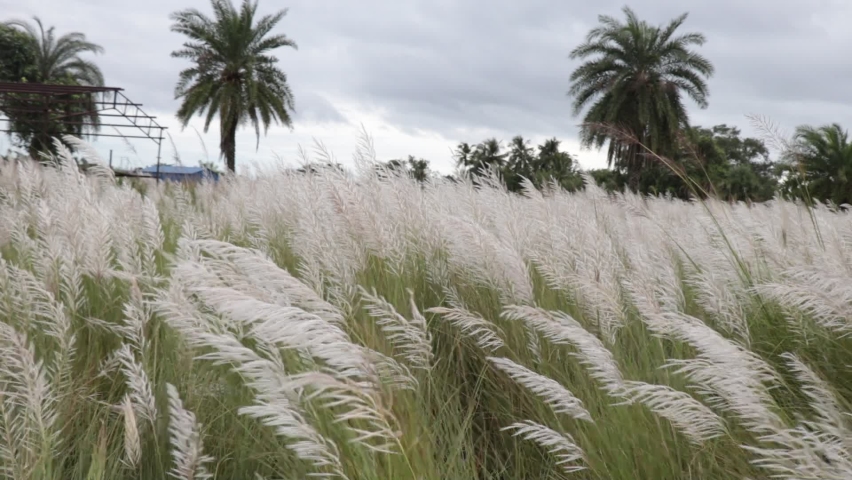 Kash flower Stock Video Footage - 4K and HD Video Clips | Shutterstock