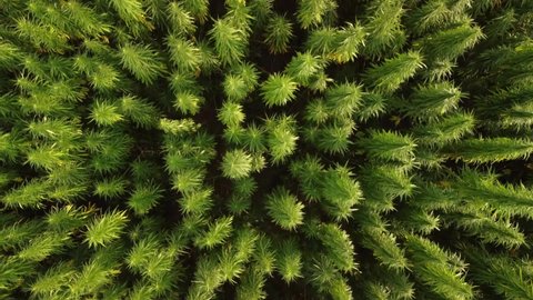 Flying Above Large Cannabis Marijuana Fields Stock Footage Video (100% ...