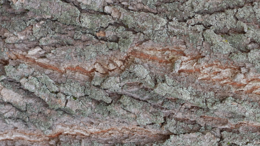 Tree cortex texture Stock Video Footage - 4K and HD Video Clips ...