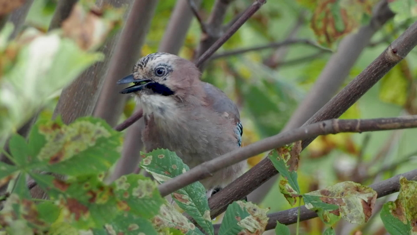 Bird eating caterpillar Stock Video Footage - 4K and HD Video Clips ...