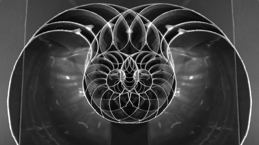 341 Nautilus shell on beach Stock Video Footage - 4K and HD Video Clips ...