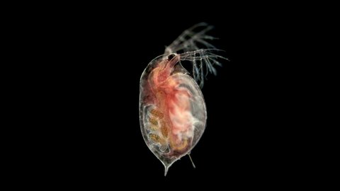 Water Flea Daphnia Pulex Under Microscope Stock Footage Video (100% ...