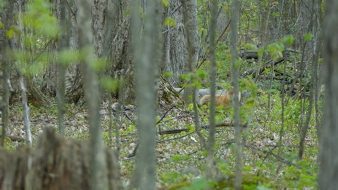 Cute Little Brown Fox Stopping Tracks Stock Footage Video (100% Royalty ...