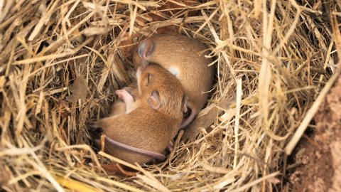 Cute Baby Mice Sleeping Nest Mus Stock Footage Video (100% Royalty-free ...