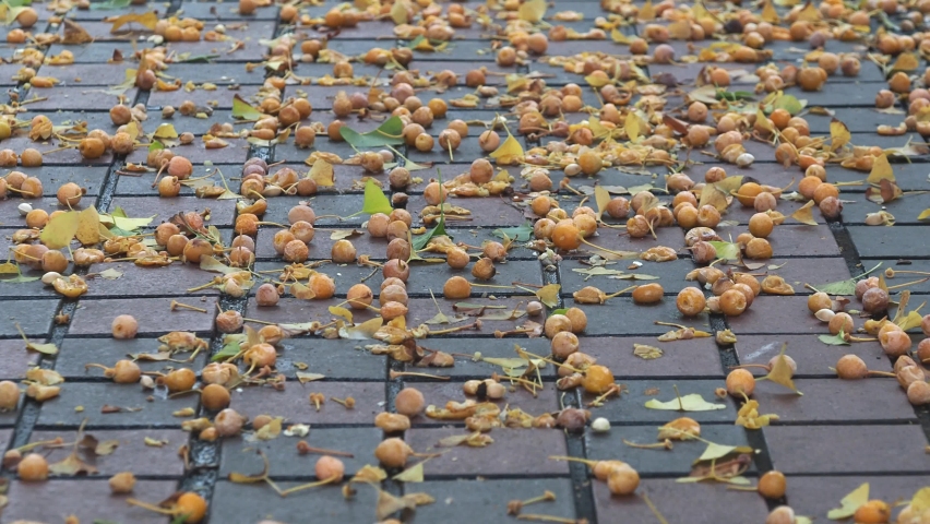 6 Ginkgo insect Stock Video Footage - 4K and HD Video Clips | Shutterstock