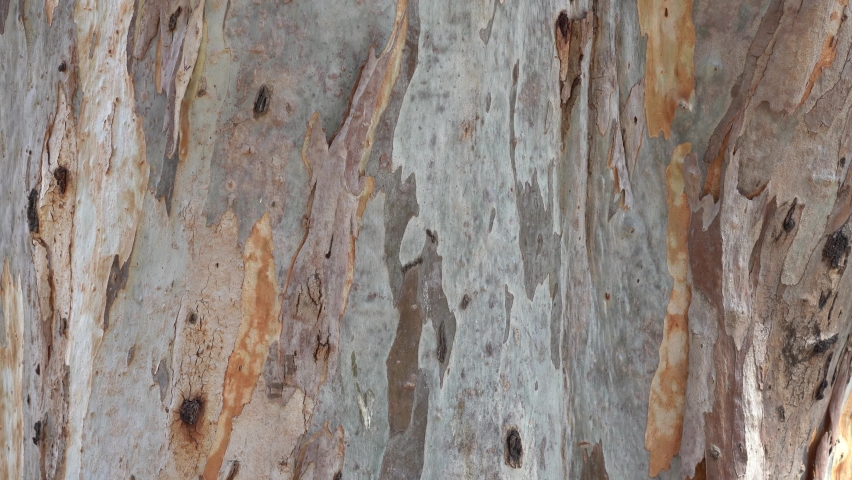 Eucalyptus wood texture Stock Video Footage - 4K and HD Video Clips ...