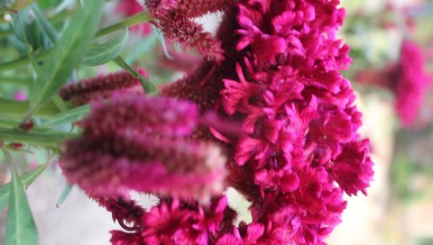 Purple Flower Waving Wind Garden Stock Footage Video (100% Royalty-free ...