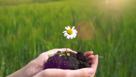 Flower Growing Human Hands On Blurred Stock Footage Video (100% Royalty ...